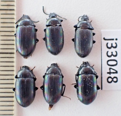 j33048. Insects, Tenebrionidae sp. Vietnam, Lam Dong | eBay