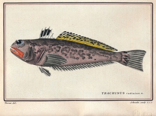 Edizioni Ponte Vecchio Italy hand colored print trachinus radiatus fish ...