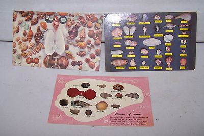 3 Vintage SHELL Postcards - Chart Names - Ocean Collecting | eBay