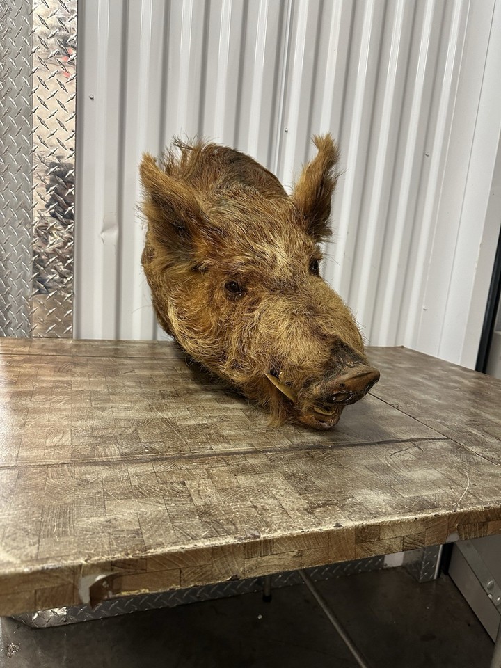 Vintage Wild Boar Shoulder Mount Taxidermy – Real Hog Head – Cabin ...