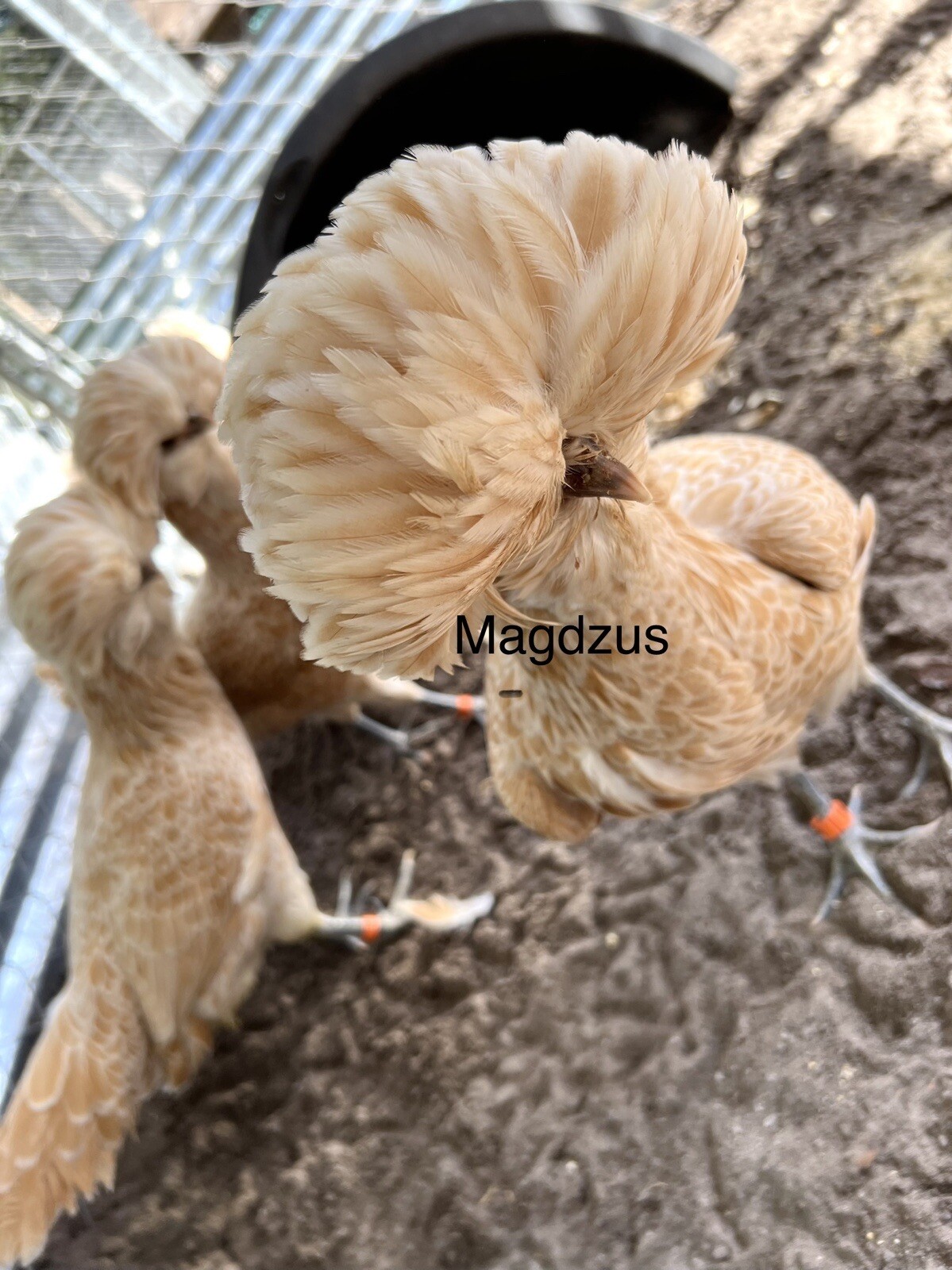 6 Standard Buff Polish hatching Eggs Smooth And Frizzled | eBay