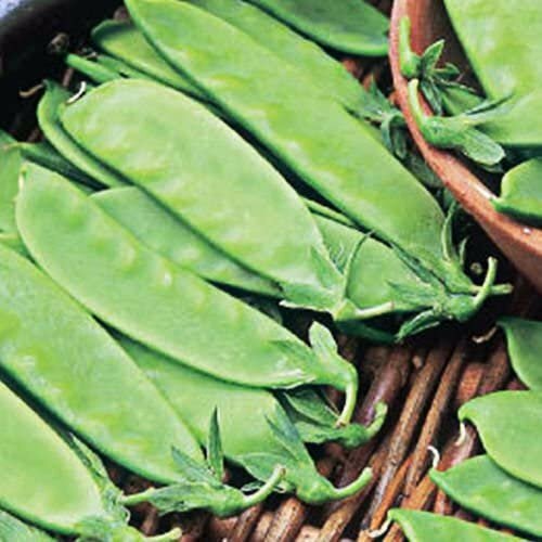 Todd's Seeds Oregon Giant Pea Heirloom Seed Packet | eBay