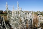 100 SILVER SAGEBRUSH Artemisia Cana Dwarf Sagebrush Wormwood Herb ...