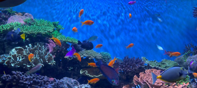 Calm And Relaxing Peaceful Video Screen Saver Fish Tank Aquarium PC ...