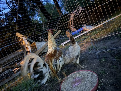 5 +1 Fertile Spangled Pakistani Asil Hatching eggs | eBay