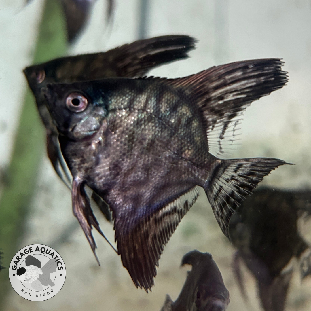 Live Fancy Fish – Leopard Angelfish Stunning Rare Line-Bred ...