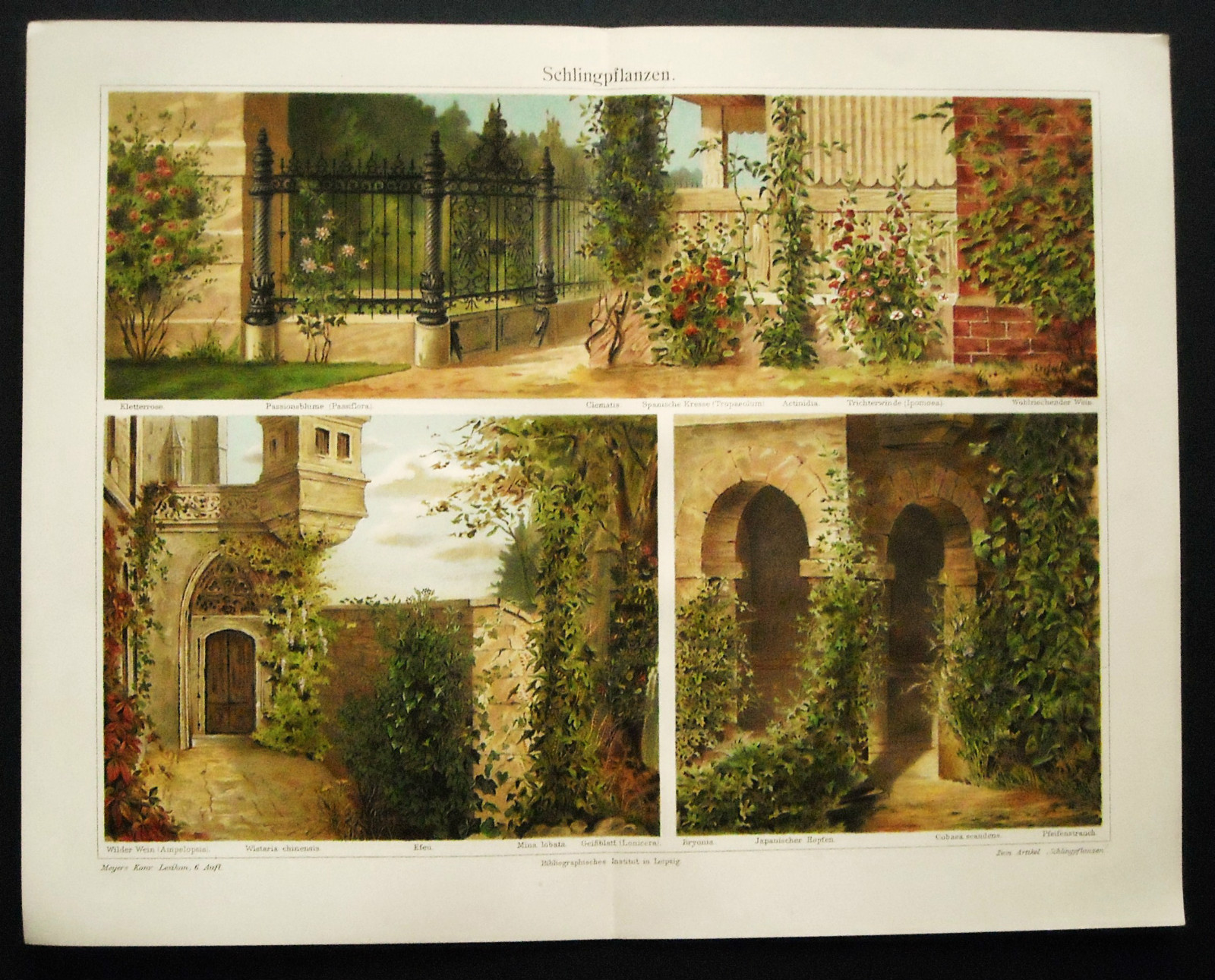 1897:ANTICA.STAMPA-CROMOLITO= PIANTE ORNAMENTALI =... | eBay