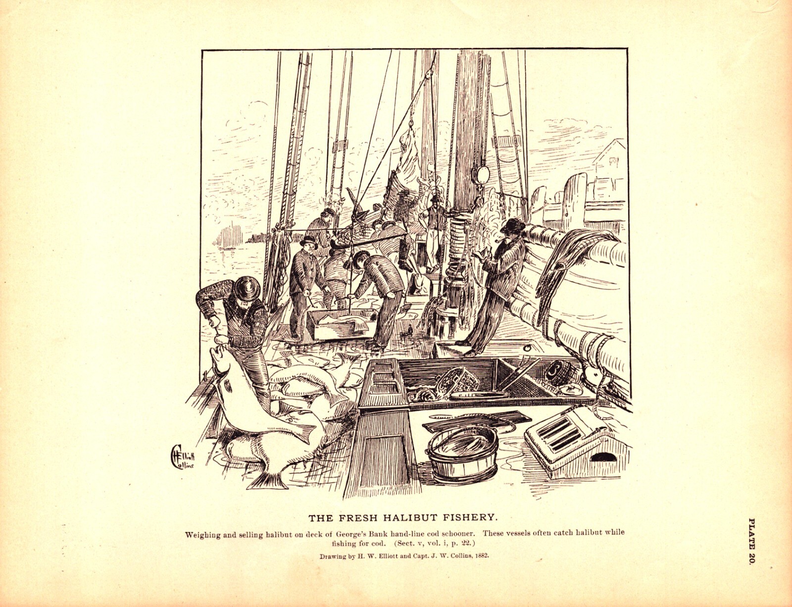 SELLING HALIBUT, GEORGE'S BANK COD SCHOONER DECK Antique original ...