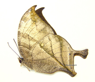 Unmounted Butterfly/Nymphalidae - Consul electra electra, male, A- | eBay