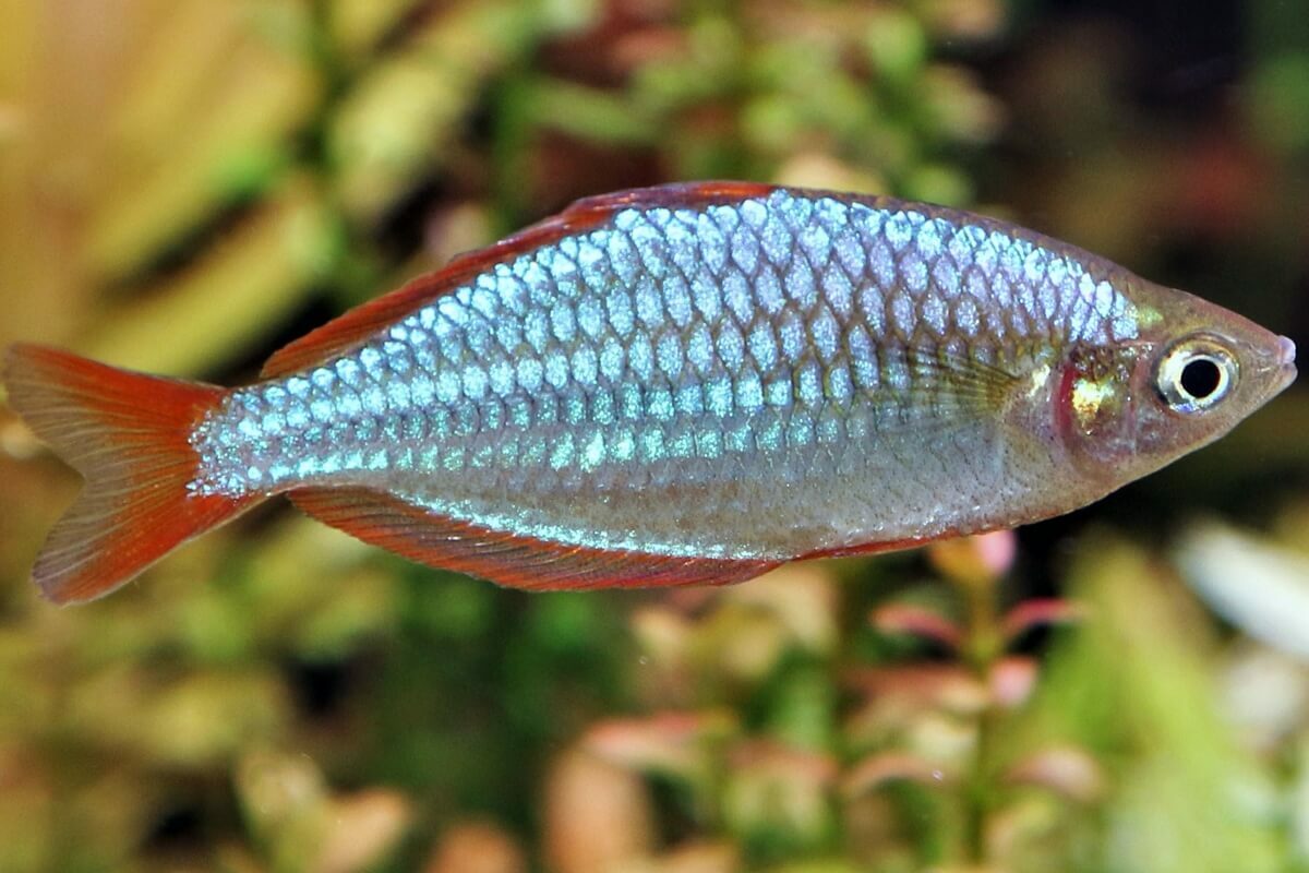 Ikan Rainbow Peacock Peacock Bass Stock Illustrations – 60 Peacock