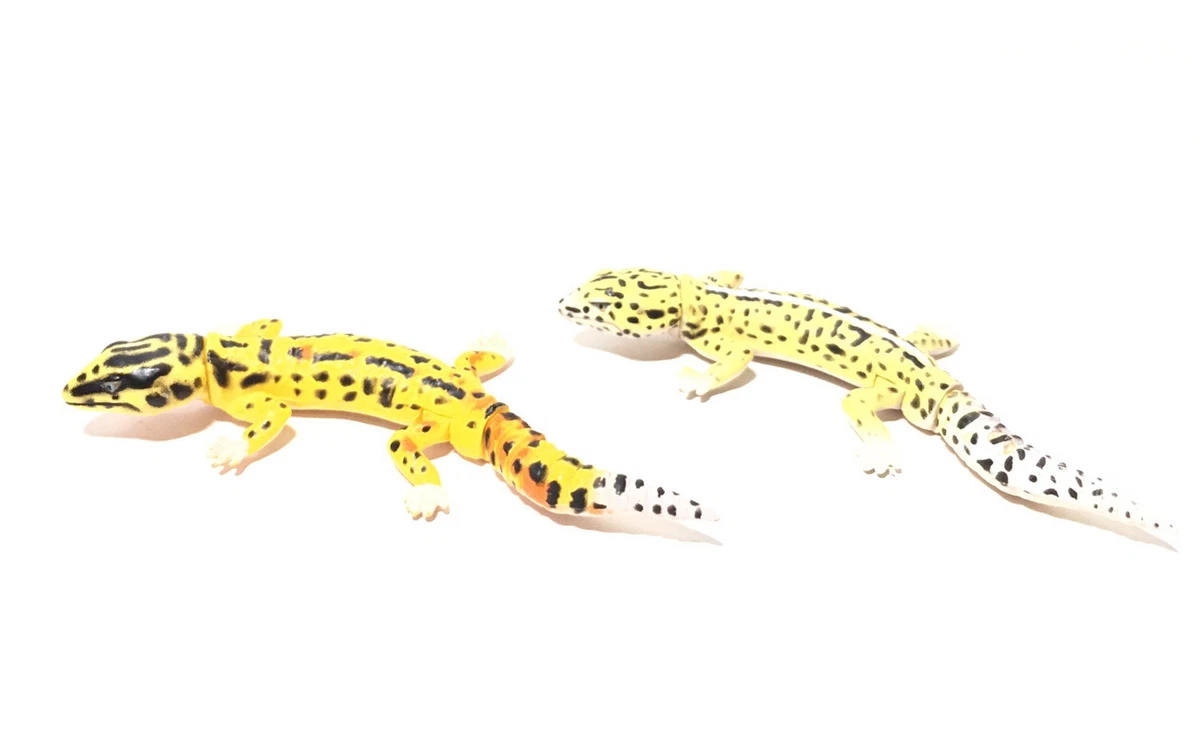 Spotted Leopard Lizard