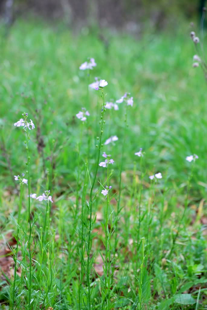 100 BLUE TOADFLAX Linaria Canadensis Antirrhinum Canadian Flower Seeds ...