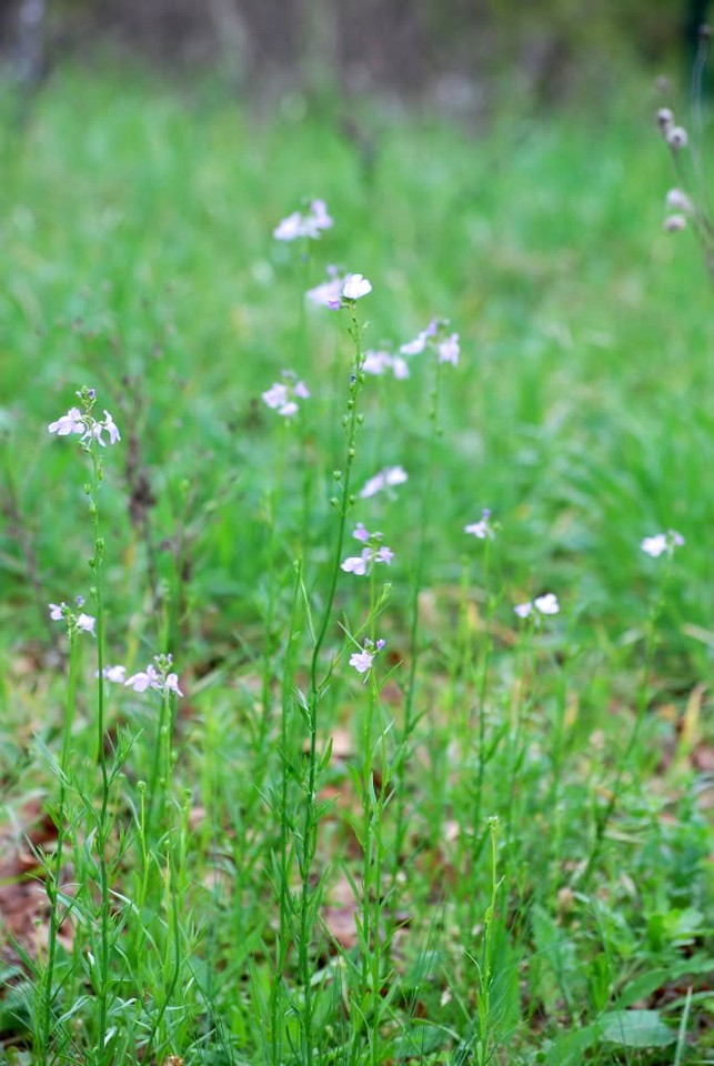 100 BLUE TOADFLAX Linaria Canadensis Antirrhinum Canadian Flower Seeds ...