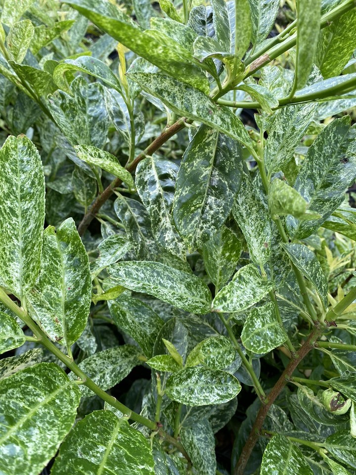 3X PRUNUS MARBLED WHITE LAUREL PLANTS EVERGREEN HEDGING TREE SHRUB 2LT ...