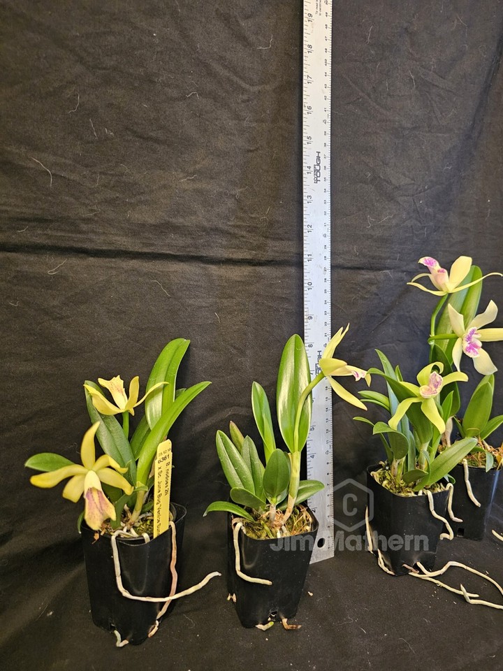 SC June Bug 'Venice Sunshine' x Brassavola nodosa. Blooming size ...