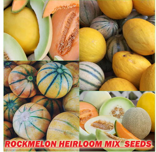 ROCKMELON HEIRLOOM MIX 15 Seeds Bulk HEIRLOOM Vegetables GARDEN Grow | eBay