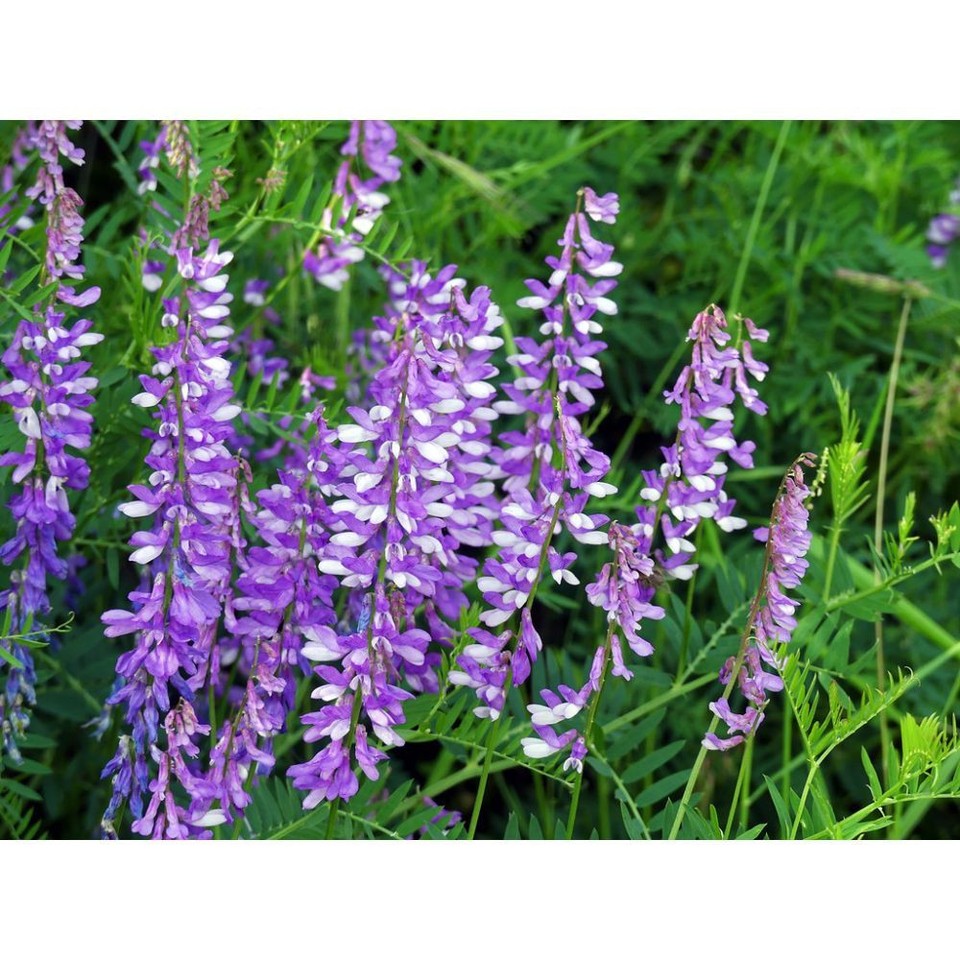 SEMI DI VECCIA VILLOSA- VARIETÀ REA- 25KG- NON TRATTATO | eBay