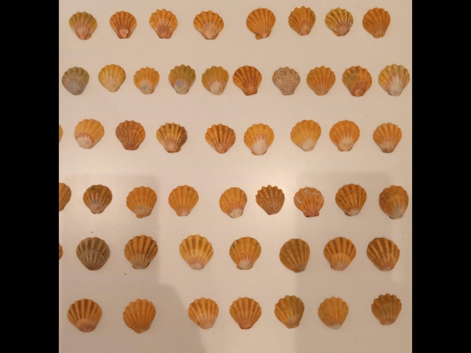 Hawaiian Sunrise Moonrise Sea Shells LOT Collection Authentic Oahu ...