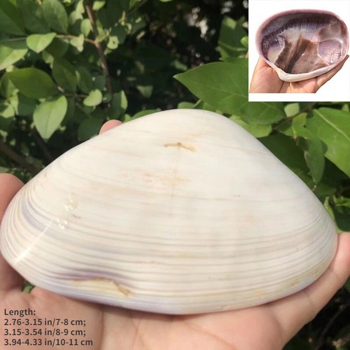 1PC Natural Purple Large Scallop Shell Seashells for Aquarium Fish Tank ...
