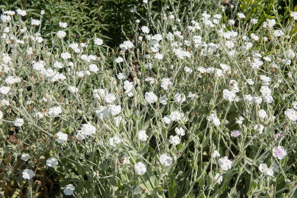 50 WHITE LYCHNIS Coronaria Alba (White Rose Campion / Evening Lychnis ...