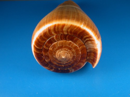 Conus figulinus, Dark Pattern, Large 104.4mm, Philippines Shell G4229 ...