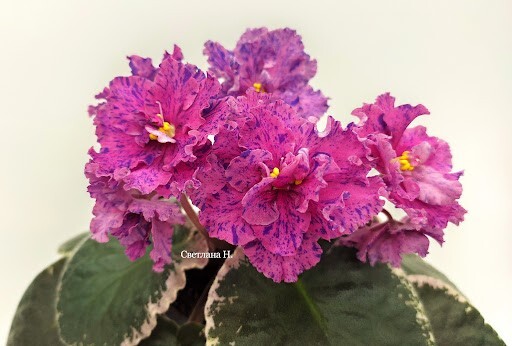 African Violet | Buckeye Columbus Platinum | Starter Plant | eBay