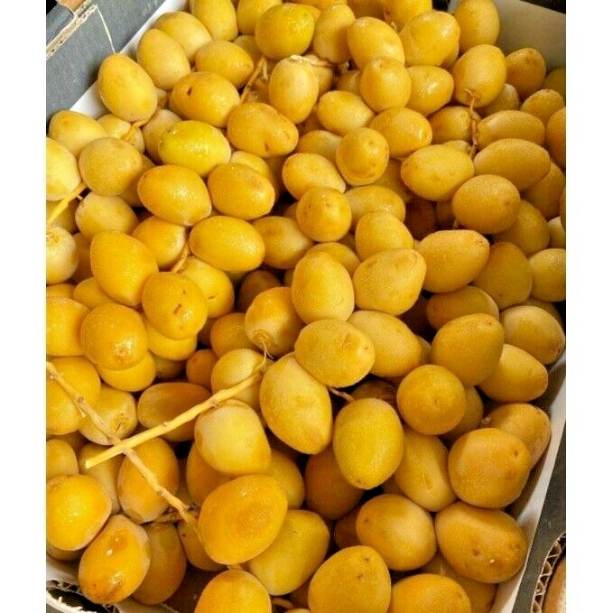 35+ Dwarf Yellow Date Palm Seedss (Phoenix dactylifera) For Planting | eBay
