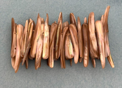 2" high polished shells bracelet with elastic band, no damaged shells ...