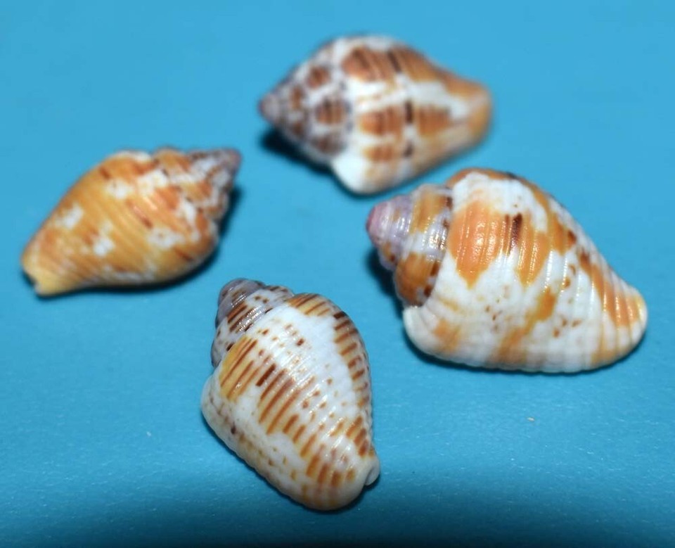 SEA SHELL - COQUILLAGES -COLUMBELLA MERCATORIA - 15/19mm | eBay