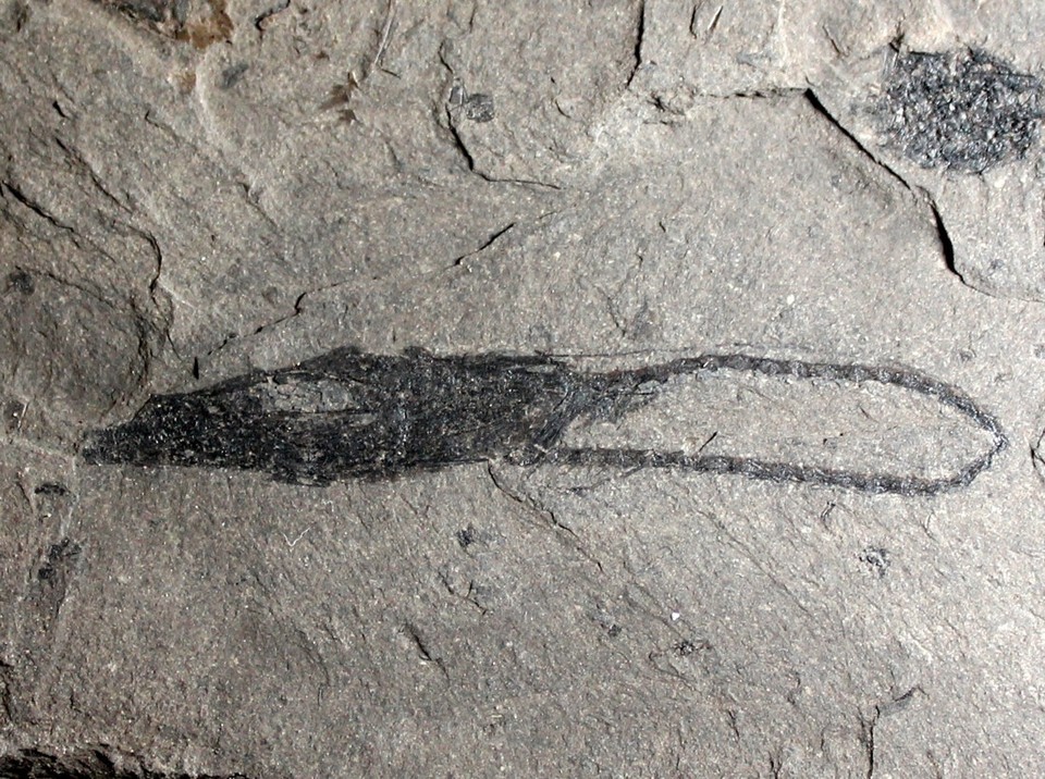 Aulostomus - Extremely rare Oligocene fossil fish | eBay