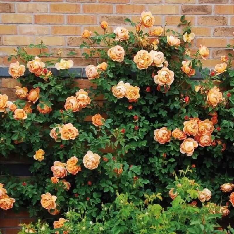 20pcs Yellow Climbing Rose Seeds - Rare Non-GMO Heirloom Variety for ...
