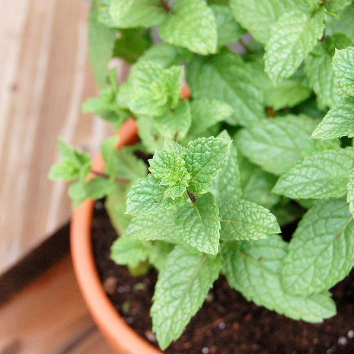 Herb Garden Mint Plants, 'Peppermint', 4 X Full Plants In 9cm Pots ...