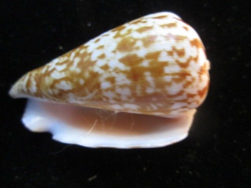 Strombus decorus w/o 46 mm pretty orange mouth nice pattern! PRIVATE COLLECTION | eBay