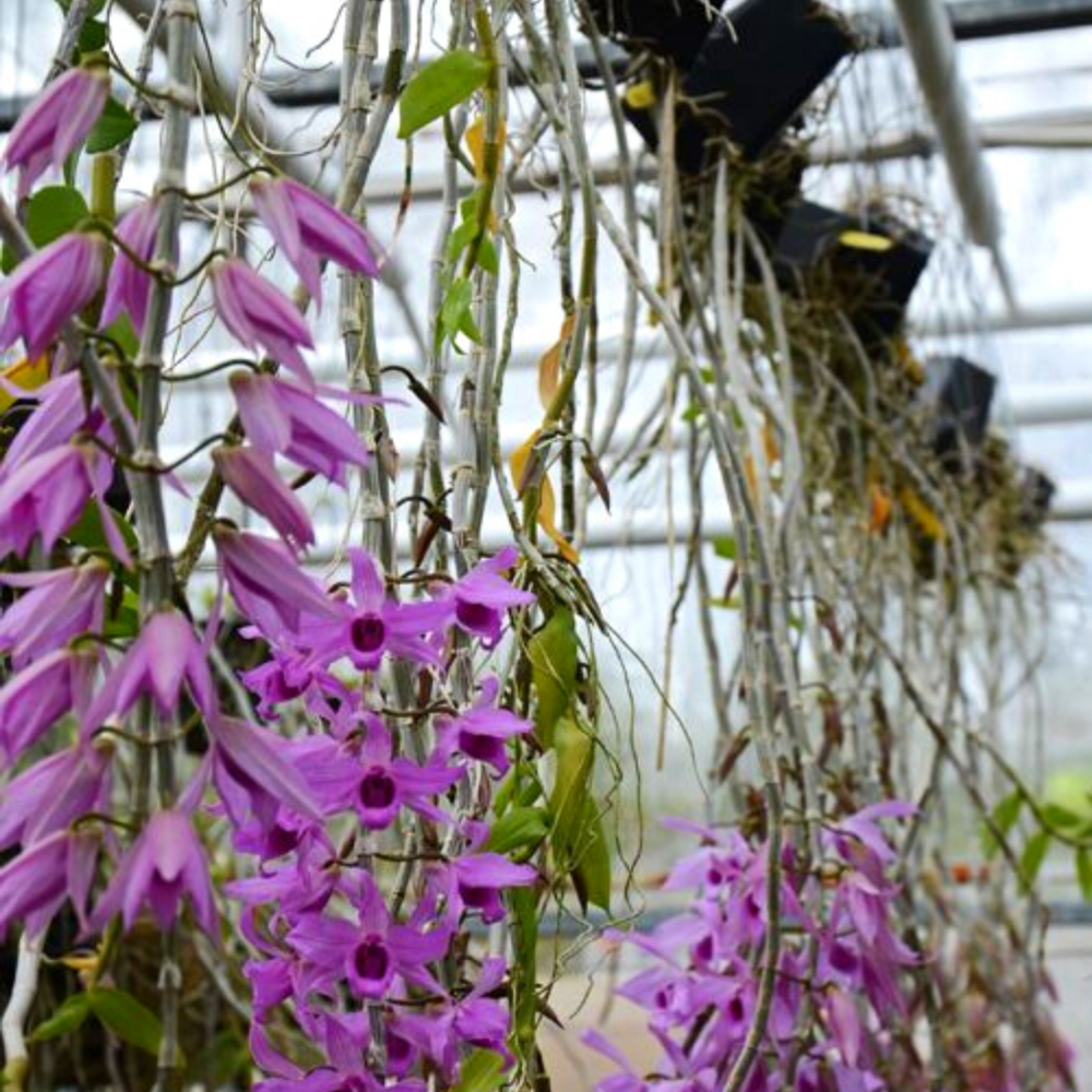 Vanda Pots Plastic Floating Flower Garden Orchid Wall Indoor Plants ...