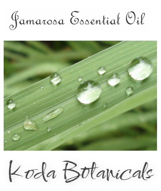JAMAROSA (Cymbopogon khasans) 100% Pure Essential Oil 10ml | eBay