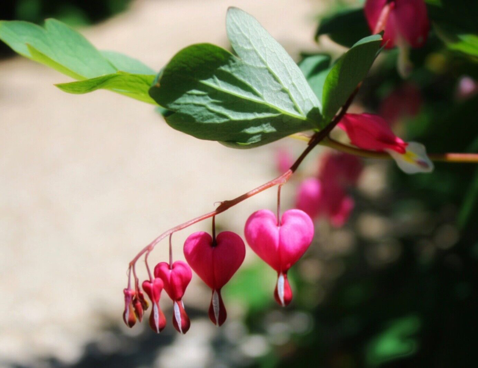 Asian Bleeding Heart Flower Photography Wall Art Print On Canvas 12x16 ...