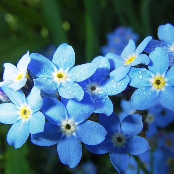 Neon Blue Flowers