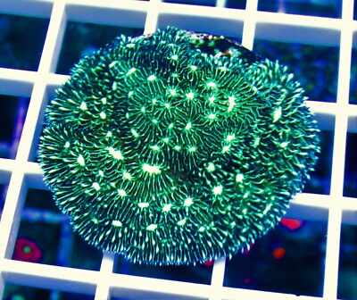 wysiwyg ECR Ultra starry night lepto starter colony live coral | eBay