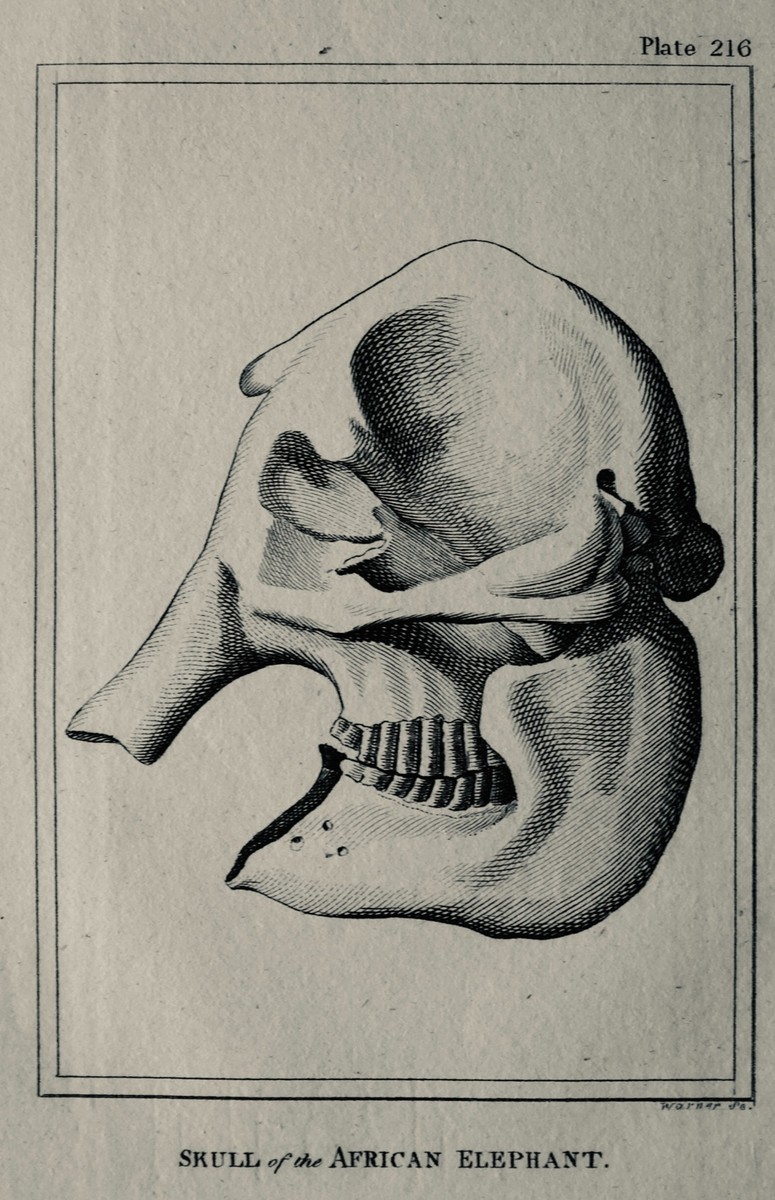 African Elephant Skull Drawing 3D Printable African Forest Elephant