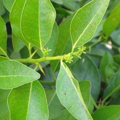 Atalantia Ceylanica Leaf Powder | Organic Yaki Naran | Wild Lemon ...