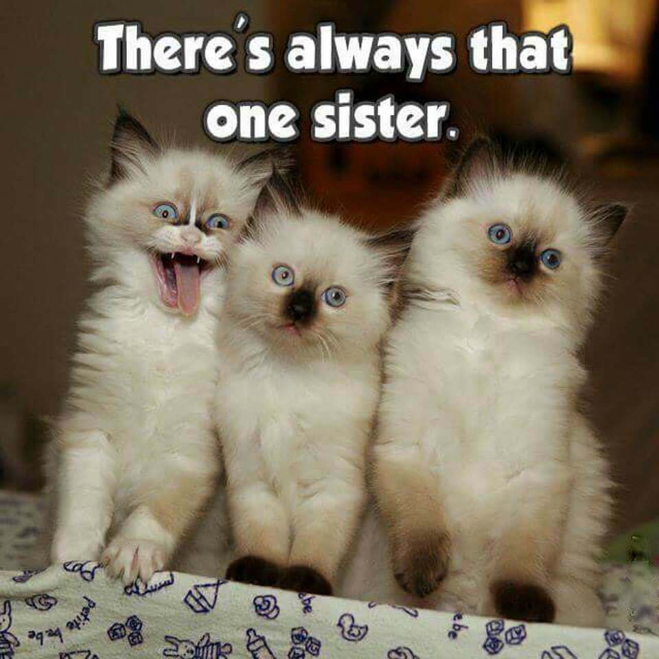 Weird Sister Memes Funny Sister Quotes | Being A Sister Doesn't Make