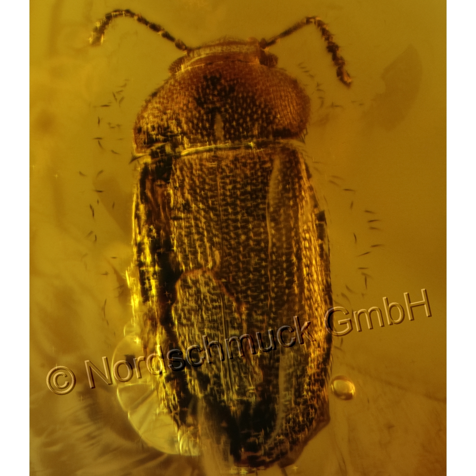 Bernstein Inkluse Inklusen Einschluss Insekt Käfer