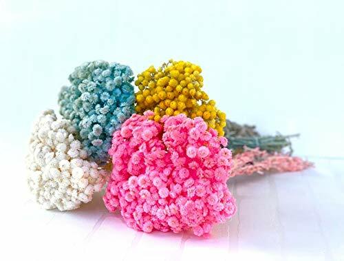 Dried Everlasting Flowers - Dried Helichrysum (Blue) | eBay