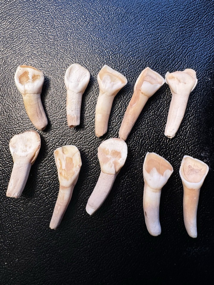 10 Miscellaneous Elk Teeth Ivory Type Teeth Like Whistlers | eBay