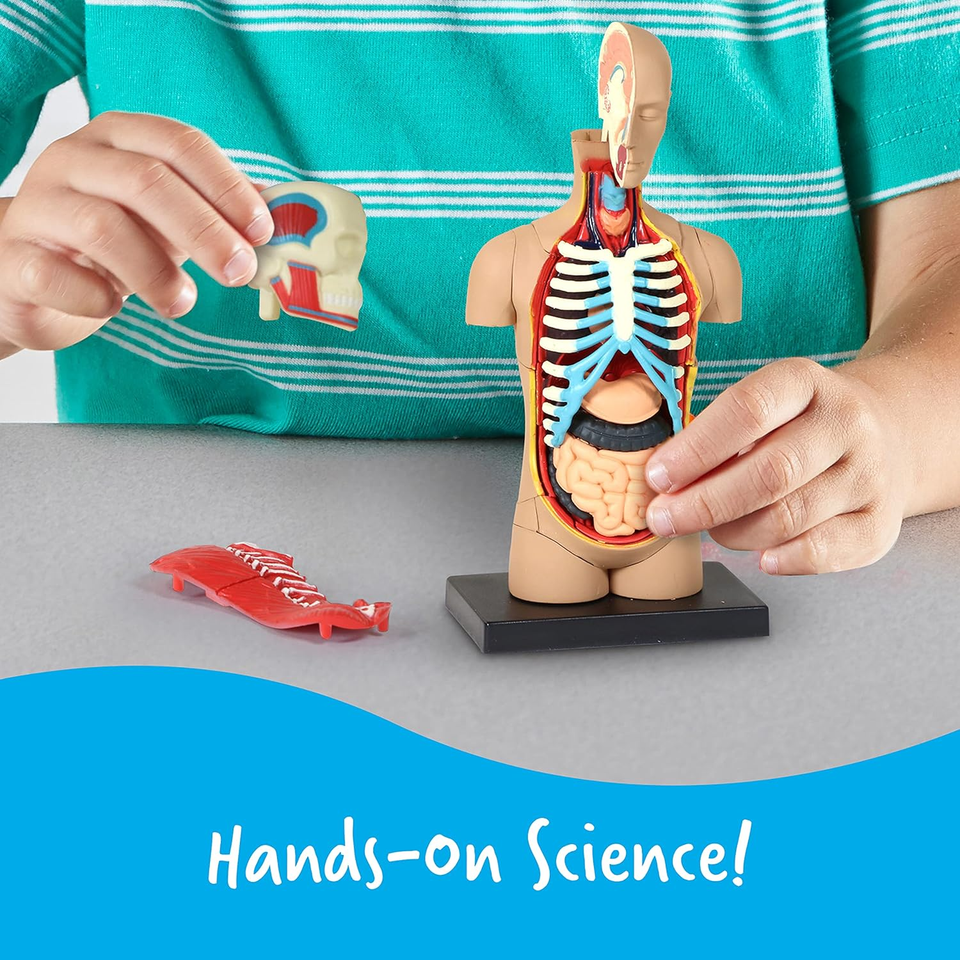 Human Body Model, Science Classroom Demonstration Tools, Realistic ...
