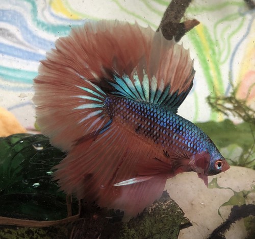 Male Betta Halfmoon Red Violet Purple Red Eyelids Unique Fish Bomb | eBay