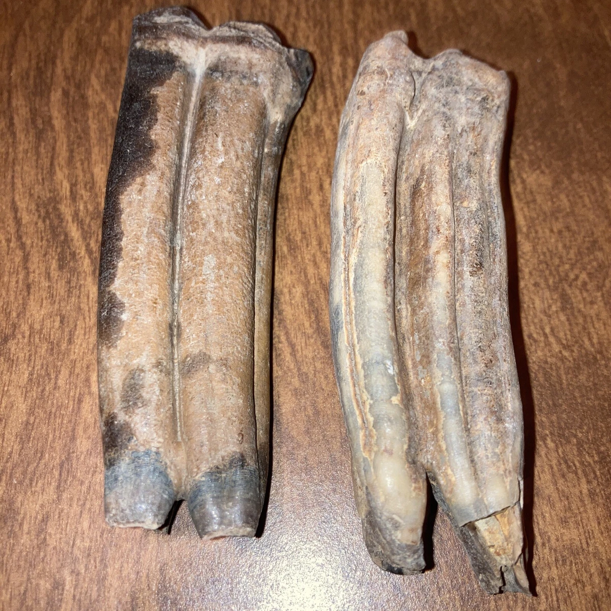 Fossil Camel Teeth