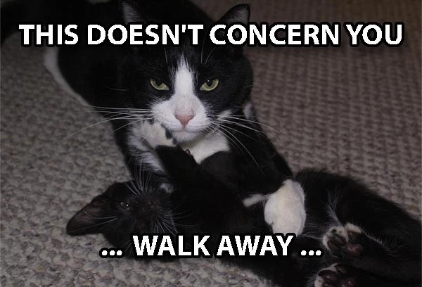 Cat Walking Friday Meme