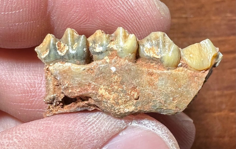 ULTRA RARE fossil PRODREMOTHERIUM early mammal maxilla teeth Chattian ...