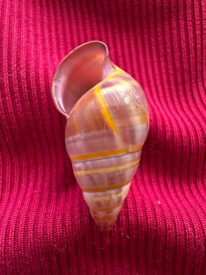LAND SNAIL, SHELL, Amphidromus maxi 33.5mm# 9635 | eBay